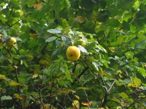 Tipps und Tricks zum Anlegen eines Obstgartens