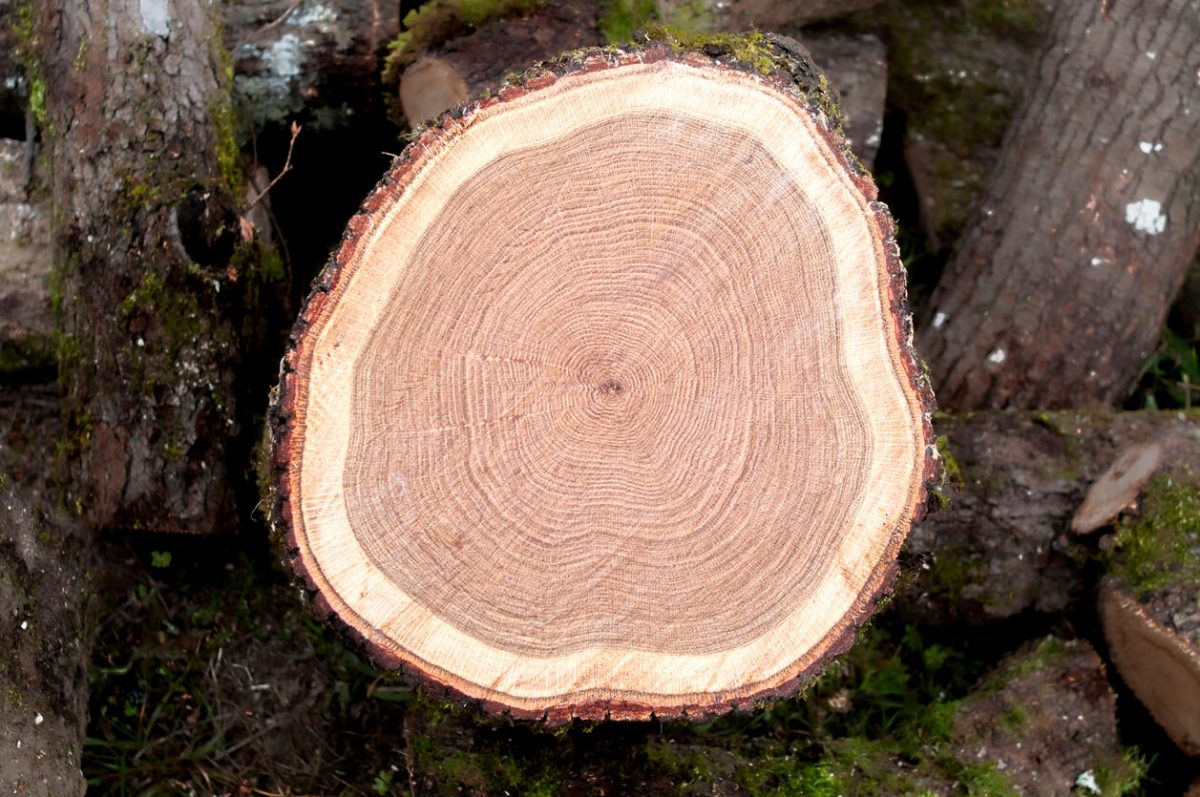 Eiche » Herkunft, Eigenschaften, Pflege & Kosten